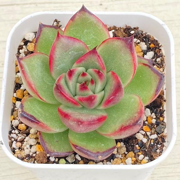 海外から輸入のエケベリアです。当農場がカット苗を発根し、鉢上げしたものをお送りします。サイズ：2.5寸鉢※写真は見本です。実際のお届けの苗と大きさや姿が異なることがございます。※子が付いている写真の場合は子が付いていないものが届くことがあり...