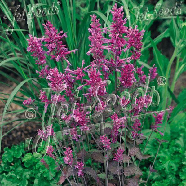 初夏から秋にかけてピンクの大きな花を咲かせます。草丈が高い品種なので花壇のアクセントや切り花にも適しています。丈夫で育てやすく、こぼれ種でも増えていきます。サイズ：3寸鉢（写真3枚目参照）※写真は見本です。実際のお届けの苗と大きさや姿が異な...