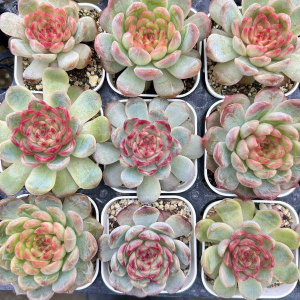 海外から輸入のエケベリアです。当農場がカット苗を発根し、鉢上げしたものをお送りします。サイズ：2.5寸鉢※写真は見本です。実際のお届けの苗と大きさや姿が異なることがございます。※子が付いている写真の場合は子が付いていないものが届くことがあり...