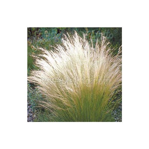 白い羽毛状の穂が特徴的なスティパです。国内ではまだ流通が少なく、珍しいグラスです。サイズ：3寸鉢※写真は見本です。実際のお届けの苗と大きさや姿が異なることがございます。※花はついておりません。（写真2枚目参照）