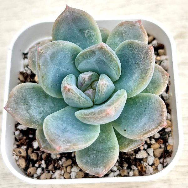 海外から輸入のエケベリアです。当農場がカット苗を発根し、鉢上げしたものをお送りします。サイズ：2.5寸鉢※写真は見本です。実際のお届けの苗と大きさや姿が異なることがございます。※子が付いている写真の場合は子が付いていないものが届くことがあり...