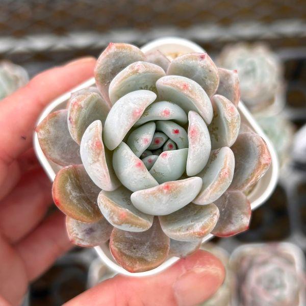 海外から輸入のエケベリアです。当農場がカット苗を発根し、鉢上げしたものをお送りします。サイズ：2.5寸鉢※写真は見本です。実際のお届けの苗と大きさや姿が異なることがございます。※子が付いている写真の場合は子が付いていないものが届くことがあり...