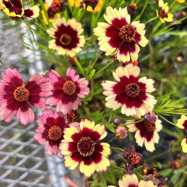 とても丈夫で育てやすい品種です。サイズ：3寸鉢※写真は見本です。実際のお届けの苗と大きさや姿が異なることがございます。※花はついておりません。（写真2枚目参照）