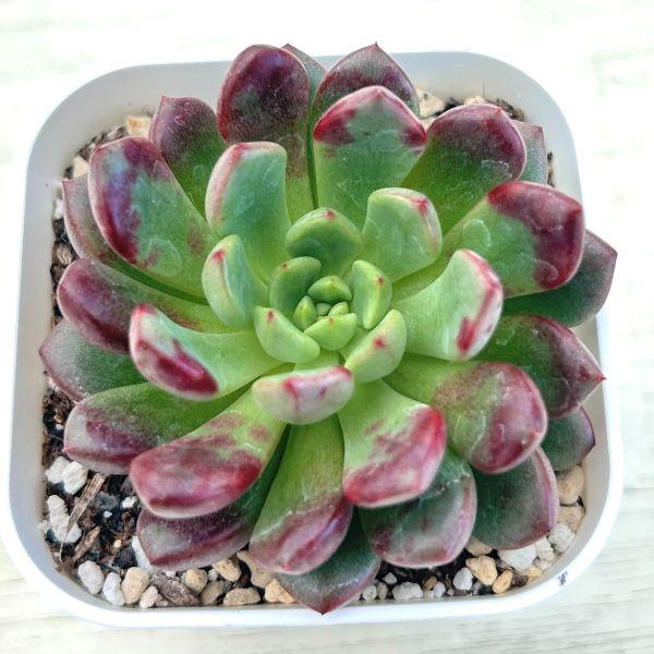 海外から輸入のエケベリアです。当農場がカット苗を発根し、鉢上げしたものをお送りします。サイズ：2.5寸鉢※写真は見本です。実際のお届けの苗と大きさや姿が異なることがございます。※子が付いている写真の場合は子が付いていないものが届くことがあり...