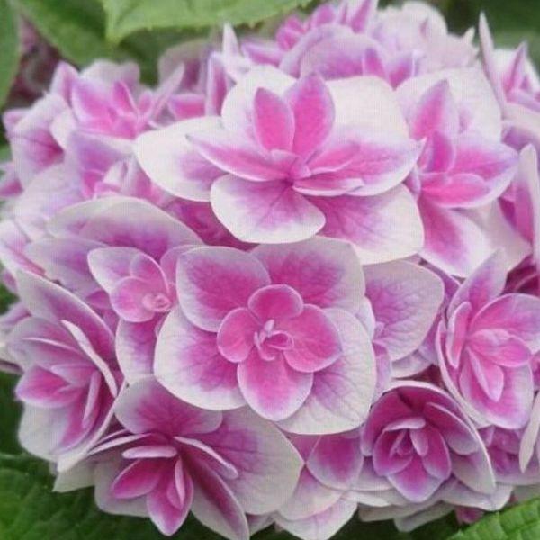 花が大きく、美しい花色が特徴のアジサイです。酸性度により、花の色味は異なります。直射日光を避ければ植栽も可能です。【※重要　花色について】ハイドランジアは、一般的に土壌が酸性だと青色のアジサイが咲き、土壌がアルカリ性よりに傾くとピンク色のア...