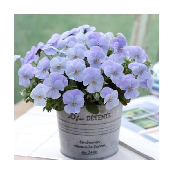 秋から春にかけてきれいな花を咲かせてくれるビオラです。抜群の花上がりで、連続開花します。株姿がバランスよくコンパクトにまとまり、花つきもいいので鉢植えや寄せ植えに最適です。※この品種は特性上、花色の濃淡、模様のパターンに幅があり、栽培方法・...