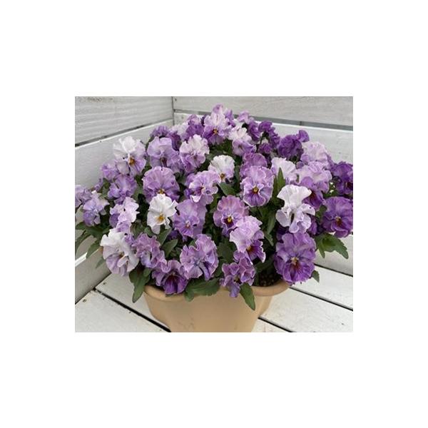 秋から春にかけてきれいな花を咲かせてくれるパンジーです。ビオラに近い小さめの花で、花びらがゆるやかにウェーブしており、フリルのような形状が特徴です。株姿がバランスよくコンパクトにまとまり、花つきもいいので鉢植えや寄せ植えに最適です。※この品...