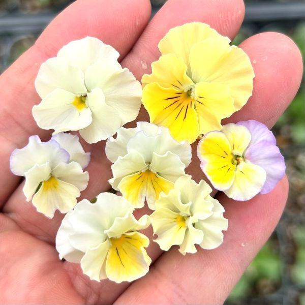 秋から春にかけてきれいな花を咲かせてくれるビオラです。従来のフリル（フリンジ）咲き品種とは一味違ったカラフルさが人気です。株姿がバランスよくコンパクトにまとまり、花つきもいいので鉢植えや寄せ植えに最適です。画像は花が小さいですが、寒くなると...