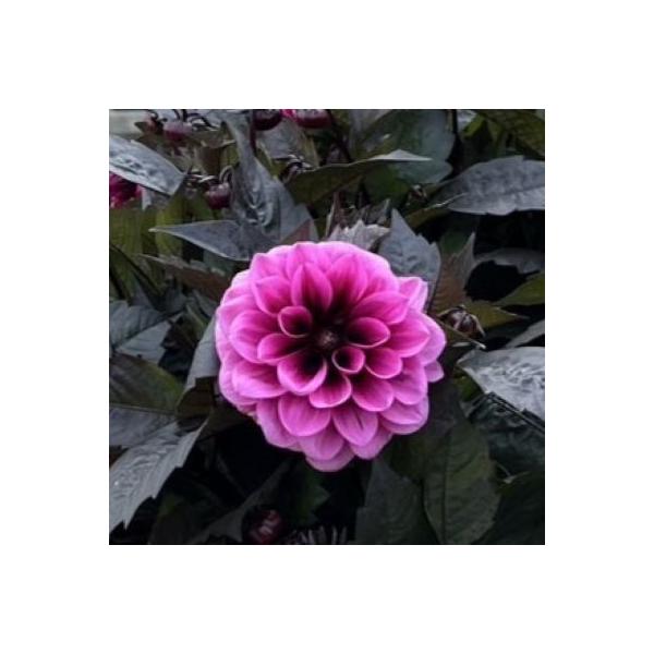 発色が鮮やかで花が可愛らしい大輪タイプのダリアです。花上がりもとても素晴らしく、春、秋と花を長く楽しむことができます。また、この品種は分枝もよく、花がたくさん咲きます。サイズ：3寸鉢（写真3枚目参照）※写真は見本です。実際のお届けの苗と大き...