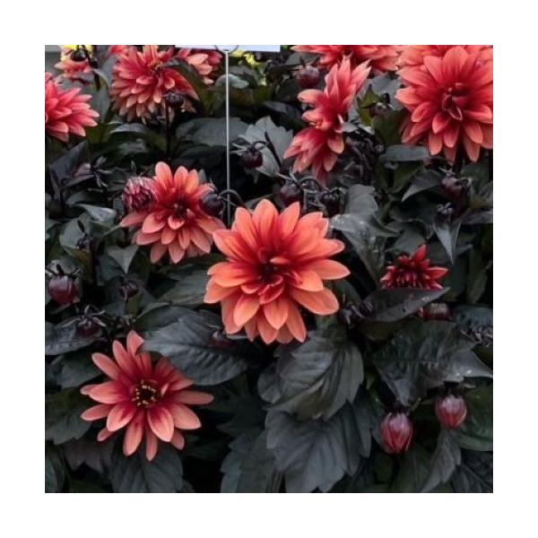 発色が鮮やかで花が可愛らしい大輪タイプのダリアです。花上がりもとても素晴らしく、春、秋と花を長く楽しむことができます。また、この品種は分枝もよく、花がたくさん咲きます。サイズ：3寸鉢（写真3枚目参照）※写真は見本です。実際のお届けの苗と大き...