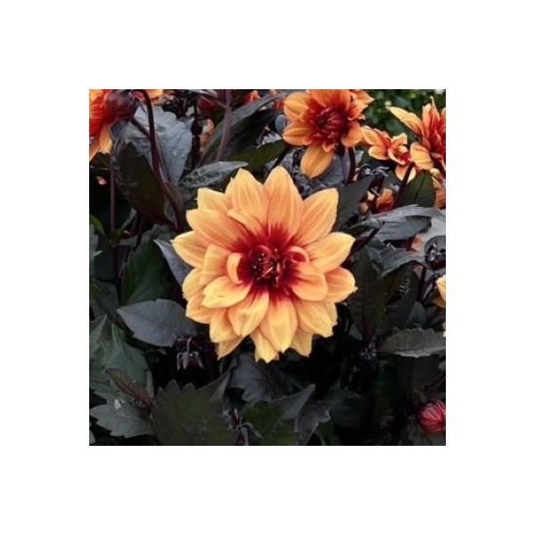 発色が鮮やかで花が可愛らしい大輪タイプのダリアです。花上がりもとても素晴らしく、春、秋と花を長く楽しむことができます。また、この品種は分枝もよく、花がたくさん咲きます。サイズ：3寸鉢（写真3枚目参照）※写真は見本です。実際のお届けの苗と大き...