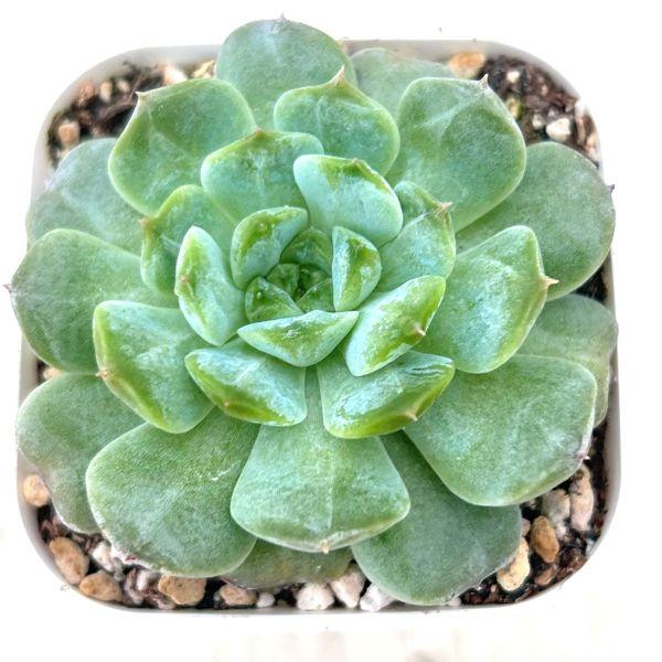 海外から輸入のエケベリアです。当農場がカット苗を発根し、鉢上げしたものをお送りします。サイズ：2.5寸鉢※写真は見本です。実際のお届けの苗と大きさや姿が異なることがございます。※子が付いている写真の場合は子が付いていないものが届くことがあり...