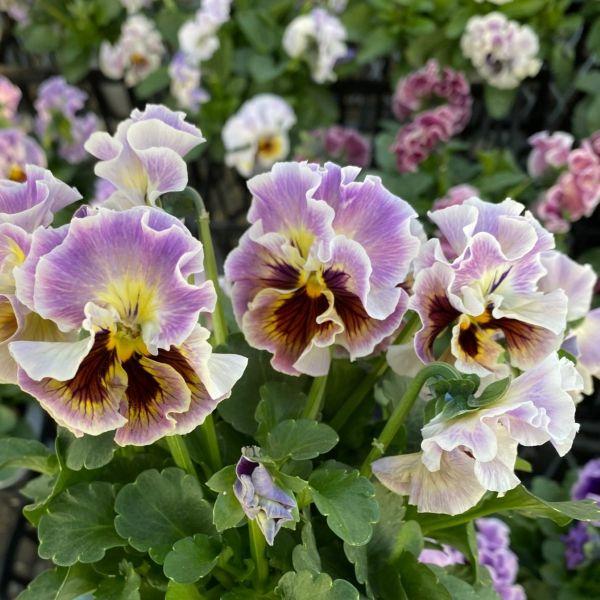 秋から春にかけてきれいな花を咲かせてくれるパンジーです。強フリルタイプのパンジーです。波打つ花びらは、厚くて花持ち抜群です。※この品種は特性上、花色の濃淡、模様のパターンに幅があり、栽培方法・条件、肥料の過不足、開花時期等により大きく変化し...