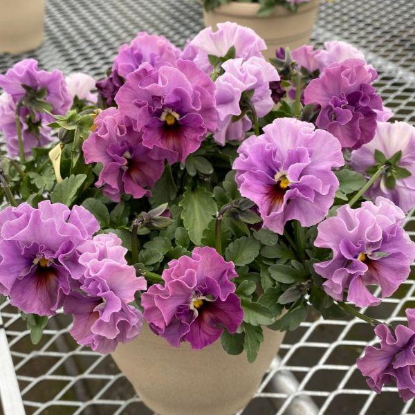 秋から春にかけてきれいな花を咲かせてくれるビオラです。強フリルタイプのビオラで花数も多く豪華です。※この品種は特性上、花色の濃淡、模様のパターンに幅があり、栽培方法・条件、肥料の過不足、開花時期等により大きく変化し、様々な様子を楽しめるのが...