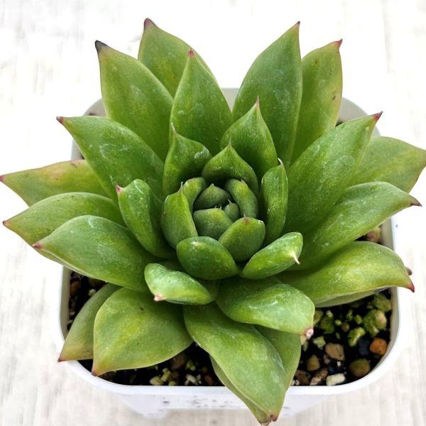 海外から輸入のエケベリアです。当農場がカット苗を発根し、鉢上げしたものをお送りします。サイズ：2.5寸鉢※写真は見本です。実際のお届けの苗と大きさや姿が異なることがございます。※子が付いている写真の場合は子が付いていないものが届くことがあり...