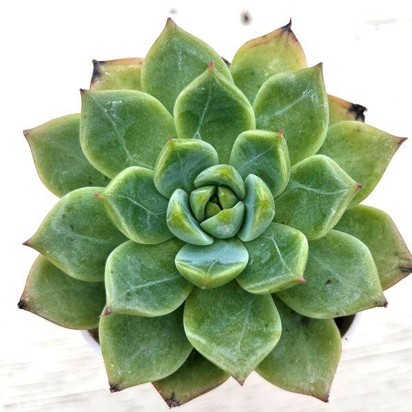 海外から輸入のエケベリアです。当農場がカット苗を発根し、鉢上げしたものをお送りします。サイズ：2.5寸鉢※写真は見本です。実際のお届けの苗と大きさや姿が異なることがございます。※子が付いている写真の場合は子が付いていないものが届くことがあり...