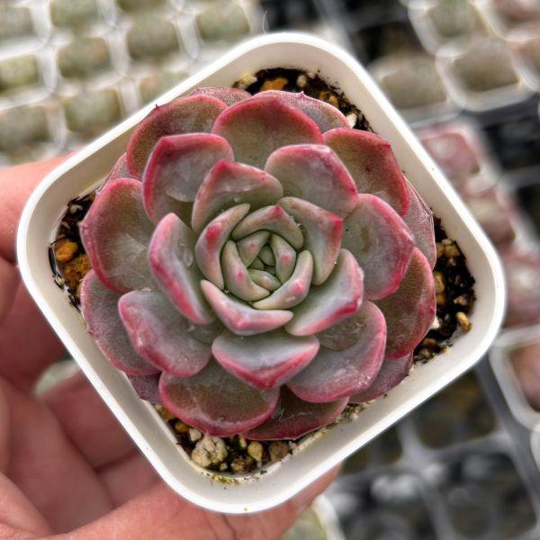 海外から輸入のエケベリアです。当農場がカット苗を発根し、鉢上げしたものをお送りします。サイズ：2.5寸鉢※写真は見本です。実際のお届けの苗と大きさや姿が異なることがございます。※子が付いている写真の場合は子が付いていないものが届くことがあり...