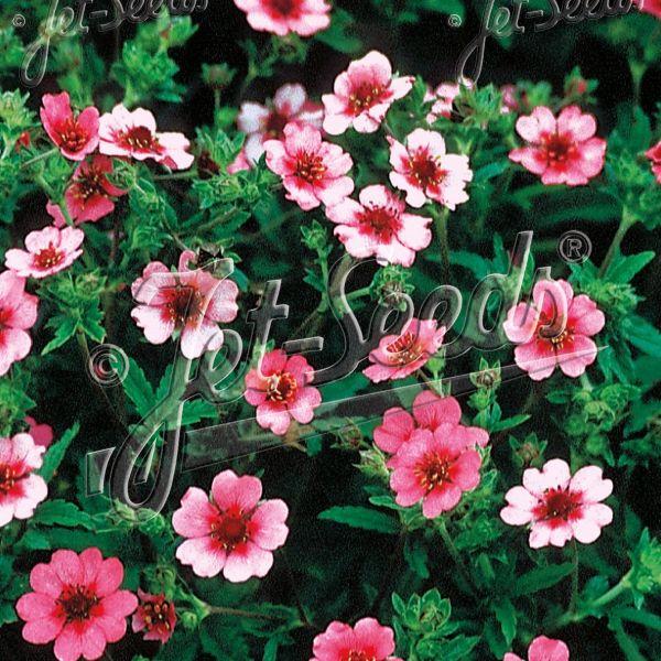 寒さに強いバラ科の宿根草です。日本の高温多湿にも強く、1度植えると毎年咲くことから、ナチュラルガーデンなどに用いられています。サイズ：3寸鉢（写真2枚目参照）※写真は見本です。実際のお届けの苗と大きさや姿が異なることがございます。※花はつい...