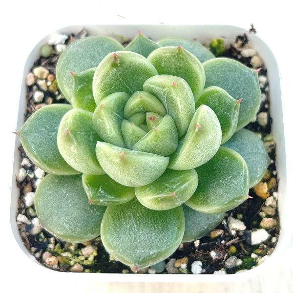 海外から輸入のエケベリアです。当農場がカット苗を発根し、鉢上げしたものをお送りします。サイズ：2.5寸鉢※写真は見本です。実際のお届けの苗と大きさや姿が異なることがございます。※子が付いている写真の場合は子が付いていないものが届くことがあり...