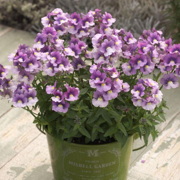 上弁が紫〜赤みがかるピンク色のグラデーション、下弁が淡ピンク色の組み合わせがかわいらしいネメシアです。長期間かわいい花が楽しめます。サイズ：3寸鉢（写真2枚目参照）※写真は見本です。実際のお届けの苗と大きさや姿が異なることがございます。※花...