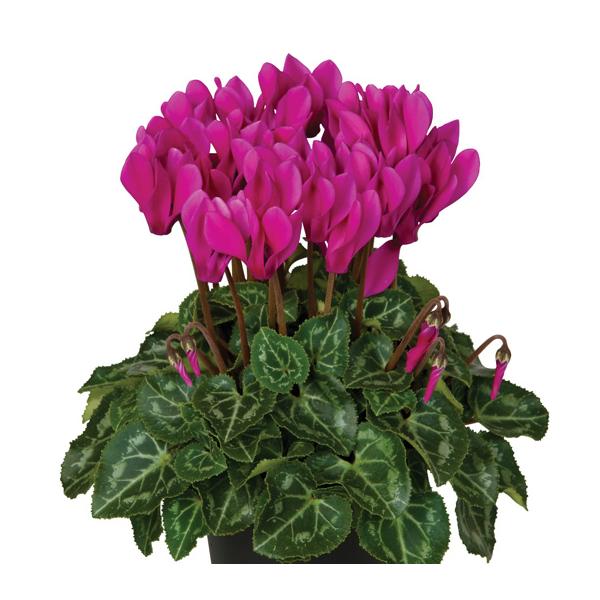 ガーデン向けの定番品種です。暑さに強く生育旺盛で、花上がりが非常に良いです。サイズ：3寸鉢（写真2枚目参照）※写真は見本です。実際のお届けの苗と大きさや姿が異なることがございます。※蕾の状態か花が1〜2輪ついた状態です。