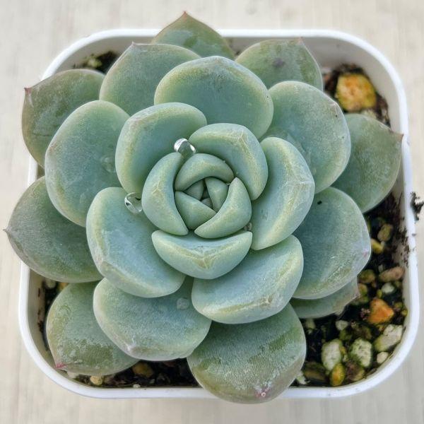 海外から輸入のエケベリアです。当農場がカット苗を発根し、鉢上げしたものをお送りします。サイズ：2.5寸鉢※写真は見本です。実際のお届けの苗と大きさや姿が異なることがございます。※子が付いている写真の場合は子が付いていないものが届くことがあり...