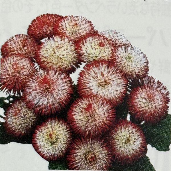 花径6cmくらいの大輪八重咲きで覆色となるユニークな花色が特徴のデージーです。サイズ：3寸鉢※写真は見本です。実際のお届けの苗と大きさや姿が異なることがございます。※花はついておりません。