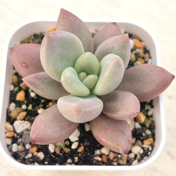 海外から輸入のエケベリアです。当農場がカット苗を発根し、鉢上げしたものをお送りします。サイズ：2.5寸鉢※写真は見本です。実際のお届けの苗と大きさや姿が異なることがございます。※子が付いている写真の場合は子が付いていないものが届くことがあり...