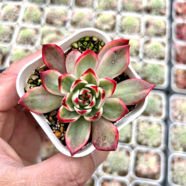 海外から輸入のエケベリアです。当農場がカット苗を発根し、鉢上げしたものをお送りします。サイズ：2.5寸鉢※写真は見本です。実際のお届けの苗と大きさや姿が異なることがございます。※子が付いている写真の場合は子が付いていないものが届くことがあり...