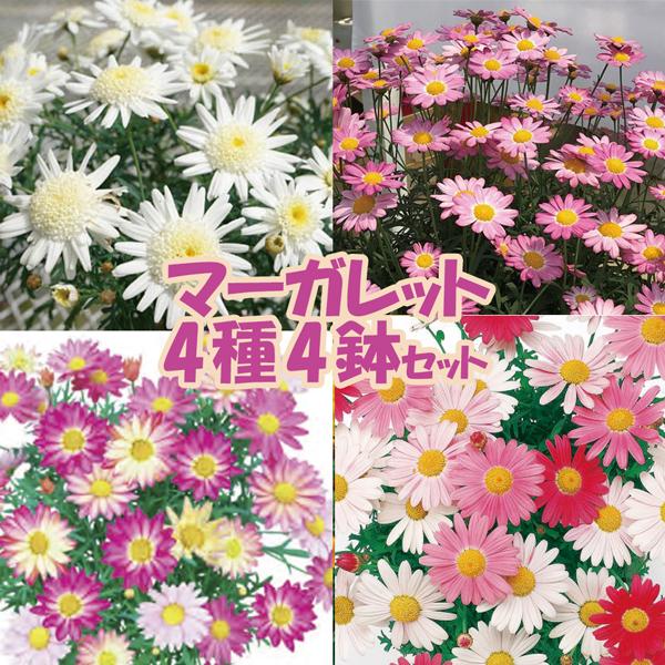 マーガレット4種類各1鉢　計4鉢のセットです。≪12月24日13時より販売≫＜セット内容＞・シンプリーコーラル・バニラボネット・バブルガムブラスト・ストロベリーホイップ春から初夏、秋から初冬にかけて開花します。ハイブリッド品種で、強健で、生...