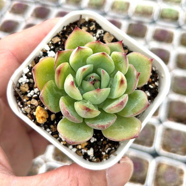 海外から輸入のエケベリアです。当農場がカット苗を発根し、鉢上げしたものをお送りします。サイズ：2.5寸鉢※写真は見本です。実際のお届けの苗と大きさや姿が異なることがございます。※子が付いている写真の場合は子が付いていないものが届くことがあり...