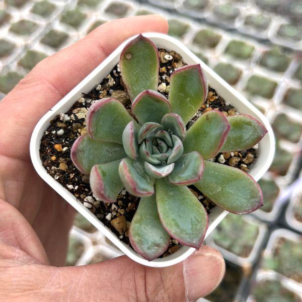 海外から輸入のエケベリアです。当農場がカット苗を発根し、鉢上げしたものをお送りします。サイズ：2.5寸鉢※写真は見本です。実際のお届けの苗と大きさや姿が異なることがございます。※子が付いている写真の場合は子が付いていないものが届くことがあり...
