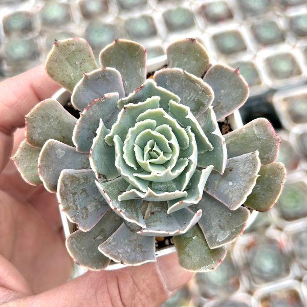 海外から輸入のエケベリアです。当農場がカット苗を発根し、鉢上げしたものをお送りします。サイズ：2.5寸鉢※写真は見本です。実際のお届けの苗と大きさや姿が異なることがございます。※子が付いている写真の場合は子が付いていないものが届くことがあり...