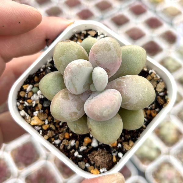 海外から輸入の多肉植物です。当農場がカット苗を発根し、鉢上げしたものをお送りします。サイズ：2.5寸鉢※写真は見本です。実際のお届けの苗と大きさ、姿が異なることがございます。※子が付いている写真の場合は子が付いていないものが届くことがありま...