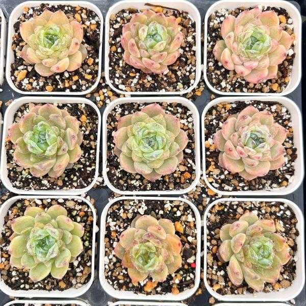 海外から輸入のエケベリアです。当農場がカット苗を発根し、鉢上げしたものをお送りします。サイズ：2.5寸鉢※写真は見本です。実際のお届けの苗と大きさや姿が異なることがございます。※子が付いている写真の場合は子が付いていないものが届くことがあり...