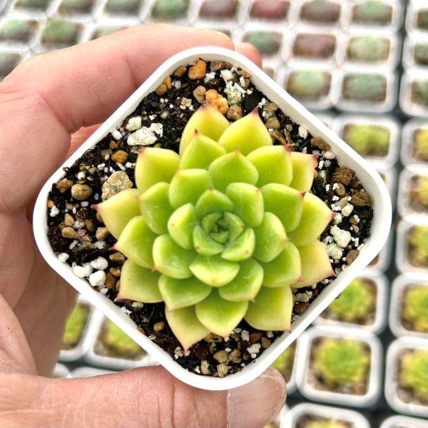 海外から輸入のエケベリアです。当農場がカット苗を発根し、鉢上げしたものをお送りします。サイズ：2.5寸鉢※写真は見本です。実際のお届けの苗と大きさや姿が異なることがございます。※子が付いている写真の場合は子が付いていないものが届くことがあり...