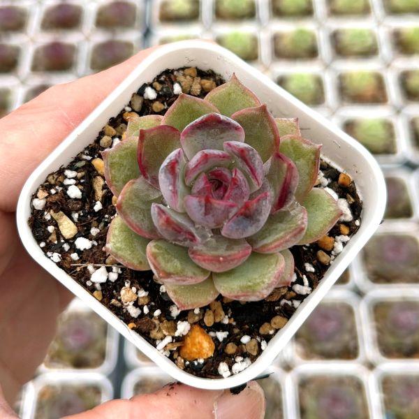 海外から輸入のエケベリアです。当農場がカット苗を発根し、鉢上げしたものをお送りします。サイズ：2.5寸鉢※写真は見本です。実際のお届けの苗と大きさや姿が異なることがございます。※子が付いている写真の場合は子が付いていないものが届くことがあり...