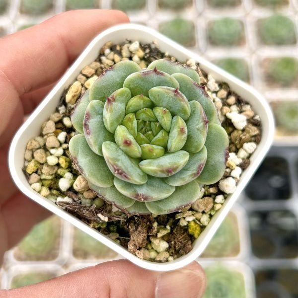 海外から輸入のエケベリアです。当農場がカット苗を発根し、鉢上げしたものをお送りします。サイズ：2.5寸鉢※写真は見本です。実際のお届けの苗と大きさや姿が異なることがございます。※子が付いている写真の場合は子が付いていないものが届くことがあり...