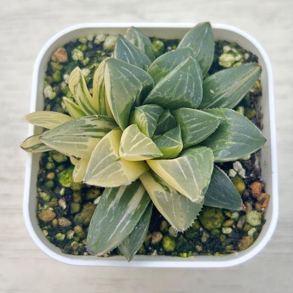 透明感があり、とてもきれいな多肉植物です☆南アフリカ原産で、育てやすい多肉植物です。サイズ：2.5寸鉢※写真は見本です。実際のお届けの苗と大きさ、姿が異なることがございます。※子が付いている写真の場合は子が付いていないものが届くことがありま...