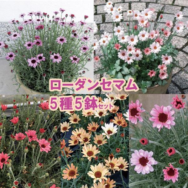ローダンセマム5種類各1鉢　計5鉢のセットです。≪1月9日8時より販売≫＜セット内容＞・アプリコットジャム・プリマリア・マーキュリー・マーズ・ムーンサイズ：3寸鉢※写真は見本です。実際のお届けの苗と大きさや姿が異なることがございます。※花は...