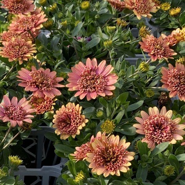 個性的な花色で八重咲きタイプのオステオスペルマムです。草姿はコンパクトで芽数が多く株いっぱいに花を咲かせます。春から初夏にかけて開花します。※霜による白い斑点が葉についている苗があります。サイズ：3寸鉢（写真2枚目参照）※写真は見本です。実...