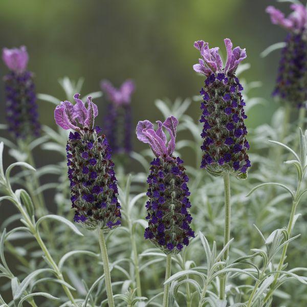 フレンチ系のラベンダーでシルバーリーフが魅力のラベンダーです。丈夫で長く楽しめる品種です。サイズ：3寸鉢（写真2枚目参照）※写真は見本です。実際のお届けの苗と大きさや姿が異なることがございます。※花はついておりません。※登録品種につき、販売...