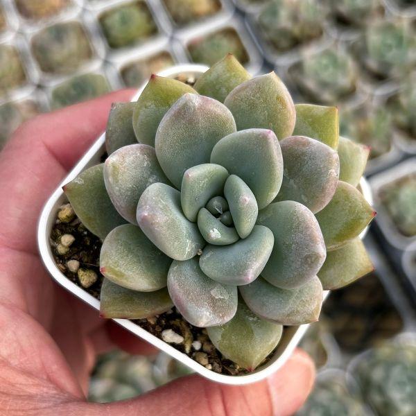 海外から輸入のエケベリアです。当農場がカット苗を発根し、鉢上げしたものをお送りします。サイズ：2.5寸鉢※写真は見本です。実際のお届けの苗と大きさや姿が異なることがございます。※子が付いている写真の場合は子が付いていないものが届くことがあり...