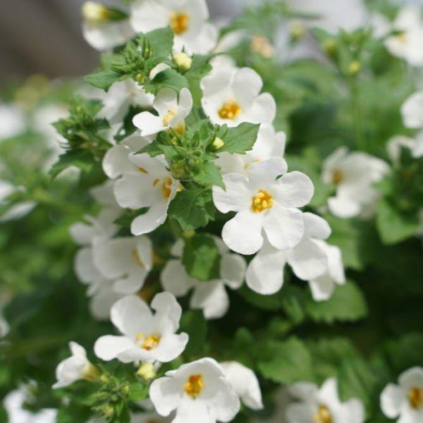 一般的なステラ（バコパ）は早春に楽しむもので、夏の暑さに弱いために夏前には枯れてしまう心配がありました。その点耐暑性が改良されたのが、ステラ スノーストームです。春はもちろん夏のお花とも寄せ植えができるステラです。四季咲き性で、お花が少なく...