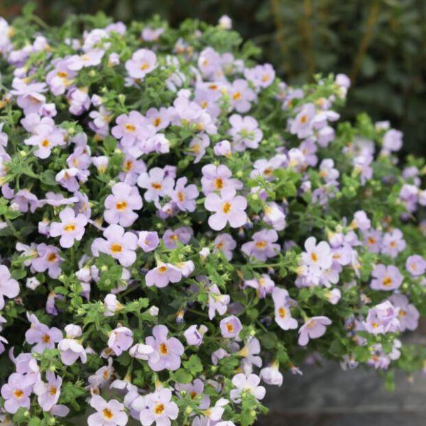 一般的なステラ（バコパ）は早春に楽しむもので、夏の暑さに弱いために夏前には枯れてしまう心配がありました。その点耐暑性が改良されたのが、ステラ スノーストームです。春はもちろん夏のお花とも寄せ植えができるステラです。四季咲き性で、お花が少なく...