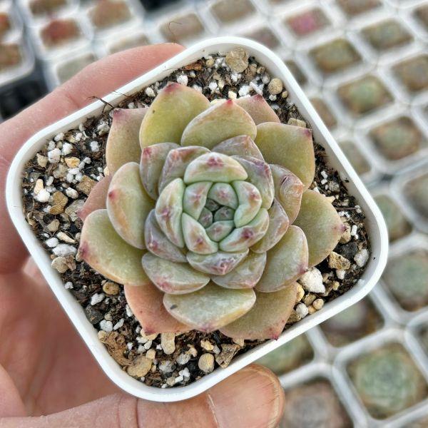 海外から輸入のエケベリアです。当農場がカット苗を発根し、鉢上げしたものをお送りします。サイズ：2.5寸鉢※写真は見本です。実際のお届けの苗と大きさや姿が異なることがございます。※子が付いている写真の場合は子が付いていないものが届くことがあり...