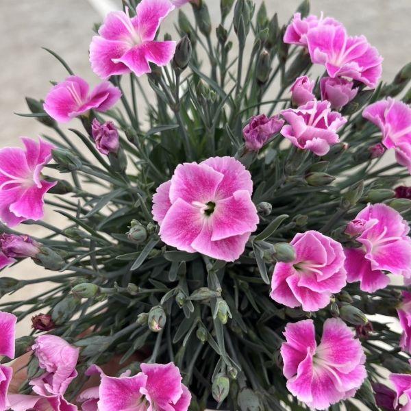 春から晩秋まで長期間花を楽しめる品種になります。株はコンパクトにまとまり、ボリュームのある草姿になります。サイズ：3寸鉢（写真4枚目参照）※写真は見本です。実際のお届けの苗と大きさや姿が異なることがございます。※季節により葉の色が濃くなった...