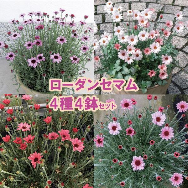 ローダンセマム4種類各1鉢　計4鉢のセットです。≪1月28日15時より販売≫＜セット内容＞・アプリコットジャム・プリマリア・マーキュリー・マーズサイズ：3寸鉢※写真は見本です。実際のお届けの苗と大きさや姿が異なることがございます。※花はつい...