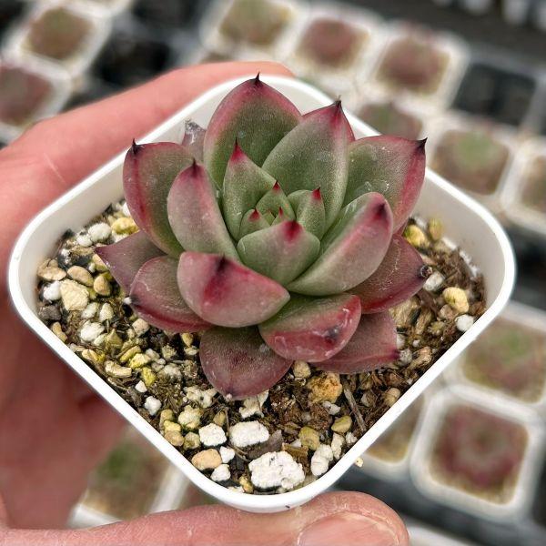 海外から輸入のエケベリアです。当農場がカット苗を発根し、鉢上げしたものをお送りします。サイズ：2.5寸鉢※写真は見本です。実際のお届けの苗と大きさや姿が異なることがございます。※子が付いている写真の場合は子が付いていないものが届くことがあり...