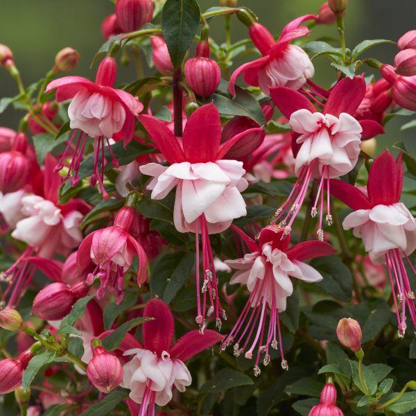 フクシア プーニー「ローズ＆ホワイト」は、ピンクと白の可愛らしい花を上向きに咲かせるフクシアの品種です。比較的育てやすい性質を持っています。サイズ：3寸鉢※写真は見本です。実際のお届けの苗と大きさや姿が異なることがございます。※花はついてお...